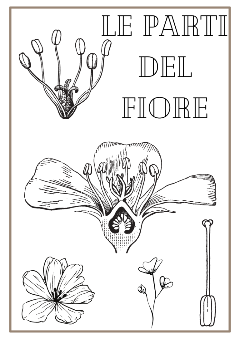 Le Parti del Fiore: Schede Didattiche e Mappa - Maestra Ida