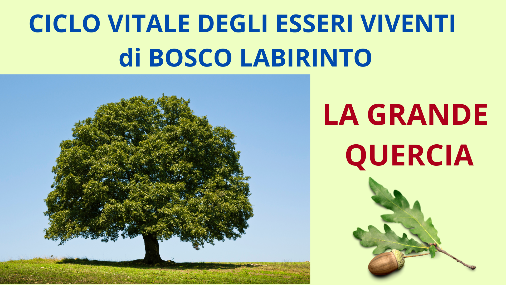 Classe Prima - ciclo vitale - Maestra Ida